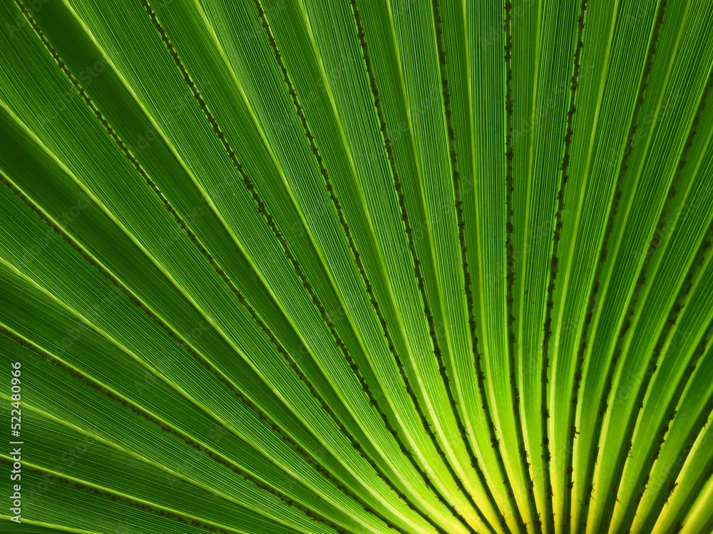 green palm leaf of Talipot Palm ( Corypha umbraculifera L. ) Stock ...