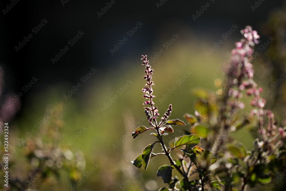 Holy basil. Tulsi. Tulasi. Herbal plant. Medicinal plant. Natural ...