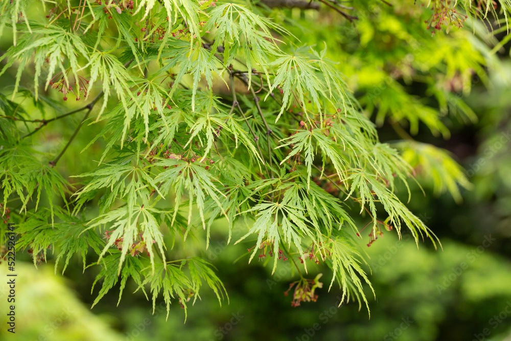 Young Japanese Maple - Acer Palmatum Dissectum, Background of green ...