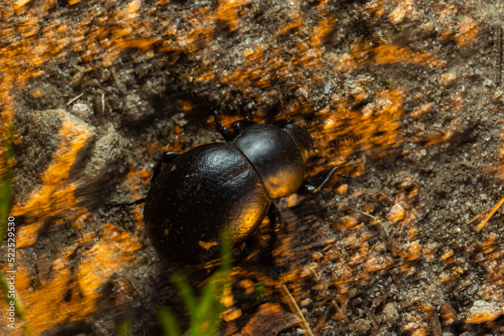 Bloody Nosed Beetle, Blood Spewer Beetle, Blood Spewing Beetle ...