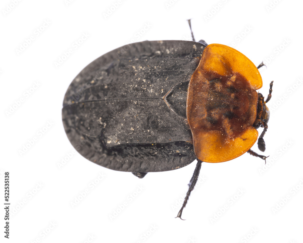 insects of europe - beetles: top view macro of red-breasted carrion ...