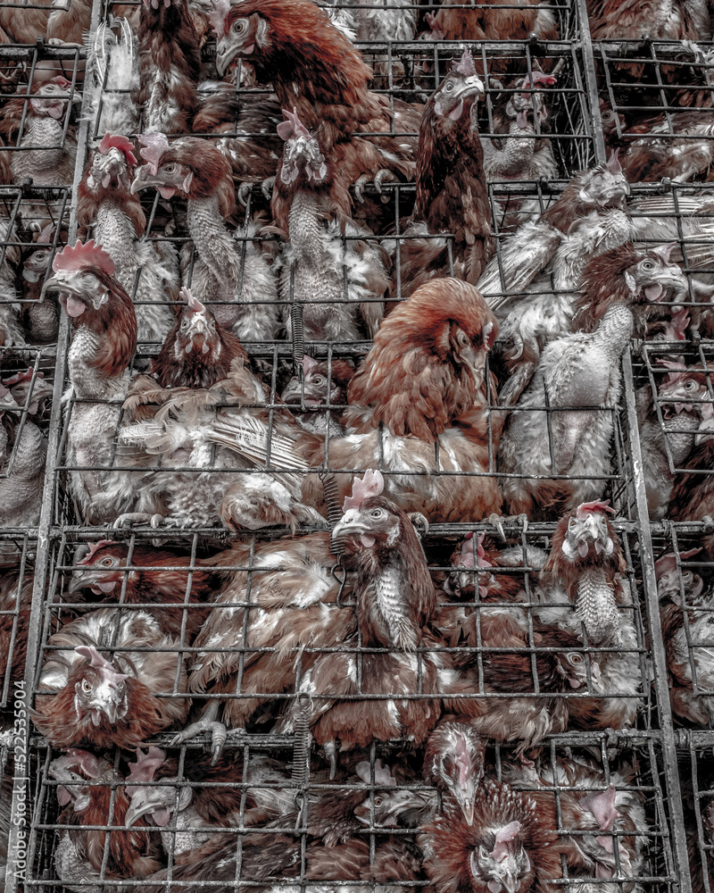 Hens, chickens and eggs in the cages of an industrial farm. Multi-level ...