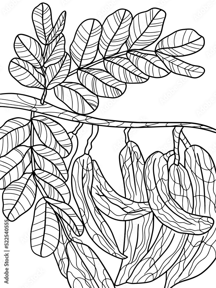 Carob pods hanging off a carob tree isolated. Freehand sketch for adult ...