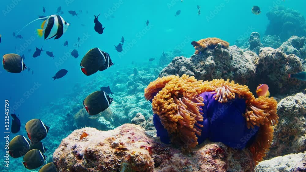 Fishes swim underwater in the sea. Tropical reef with abundance of ...