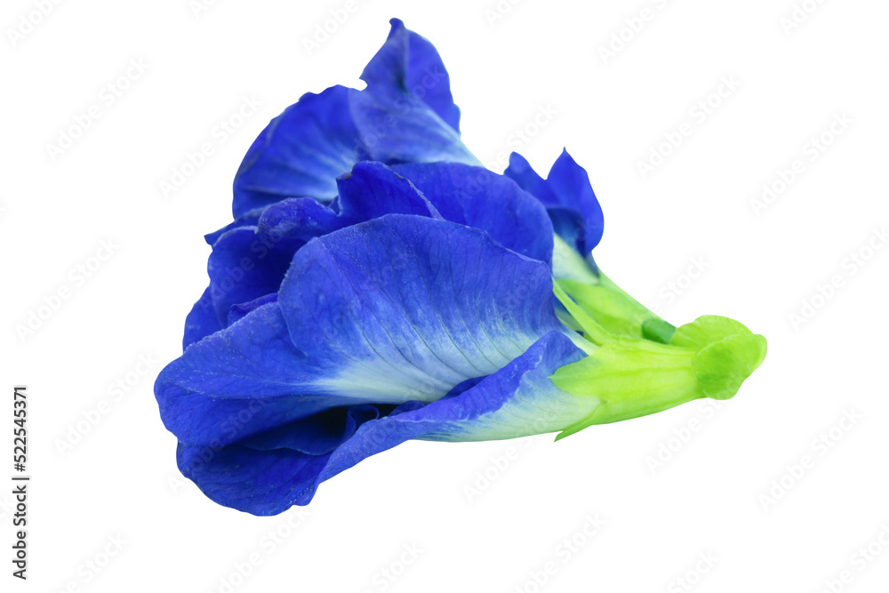 Butterfly pea, Blue pea isolated on white background with clipping path ...
