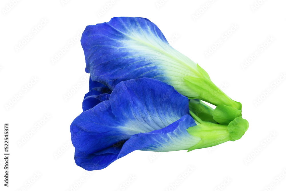 Butterfly pea, Blue pea isolated on white background with clipping path ...