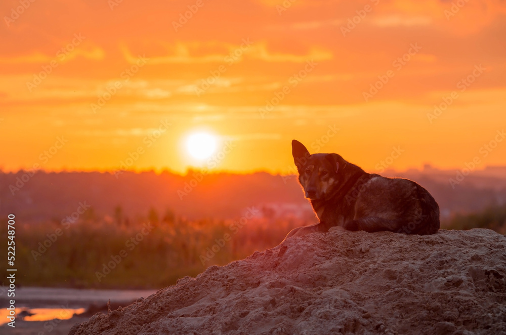 A stray dog is lying on the sand. A beautiful sad big dog sadly looks ...
