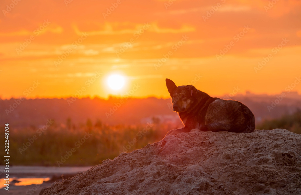 A stray dog is lying on the sand. A beautiful sad big dog sadly looks ...