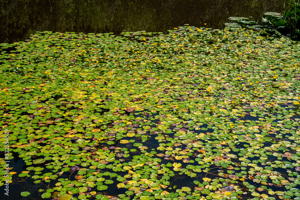 Pool with Fringed water-lily (Nymphoides peltata) in a nature reserve ...