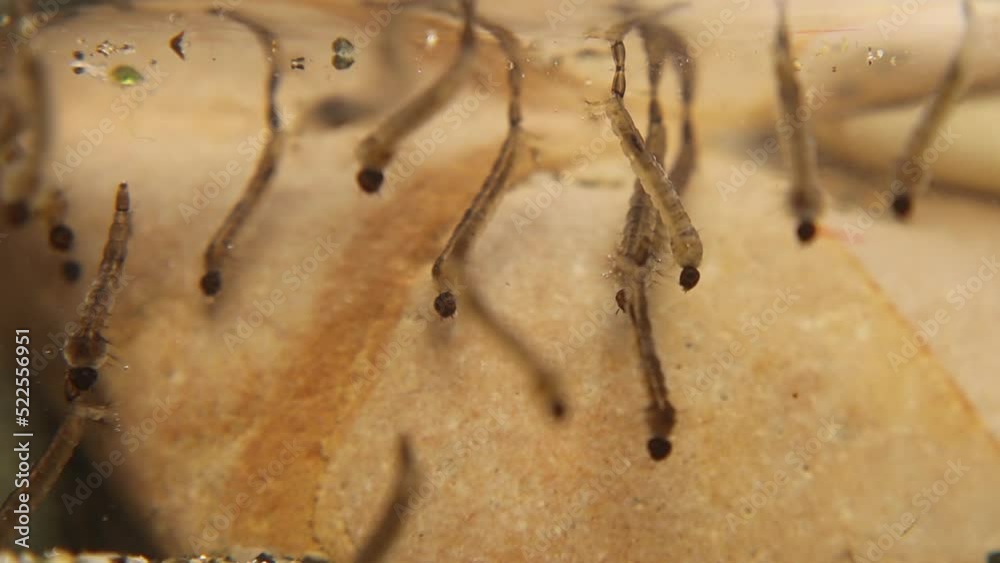 Mosquito larvae. larva hangs upside down from surface of water ...