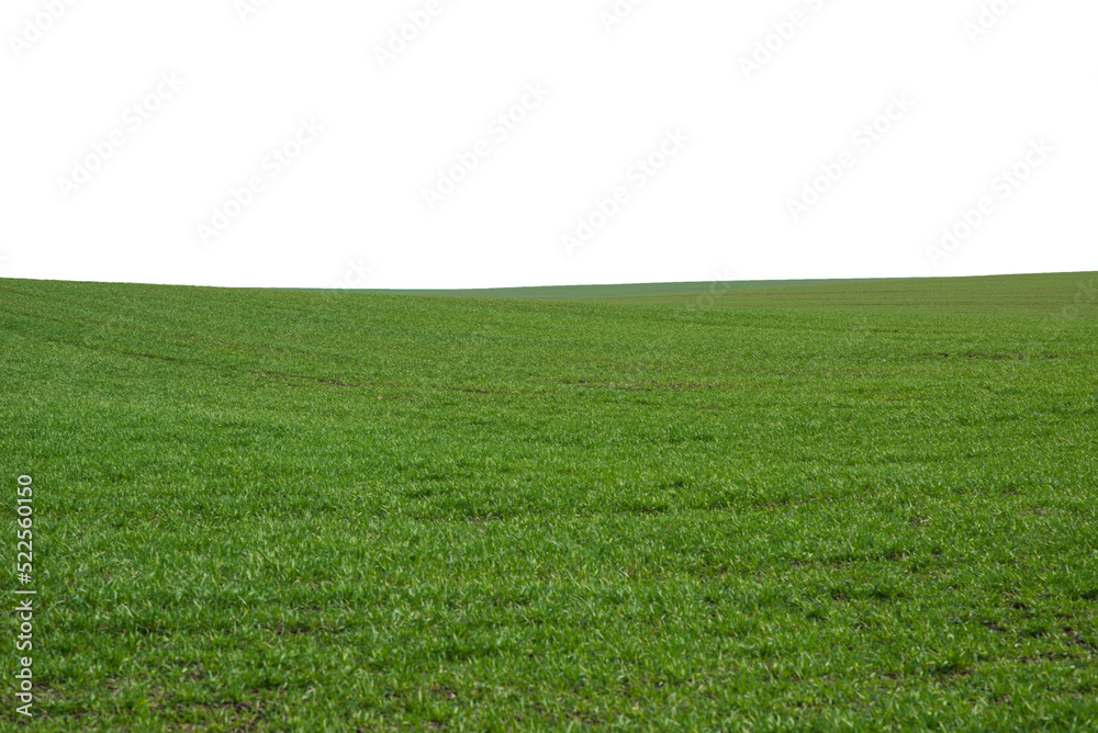 Green field as a background. Green grass in spring isolated on white ...