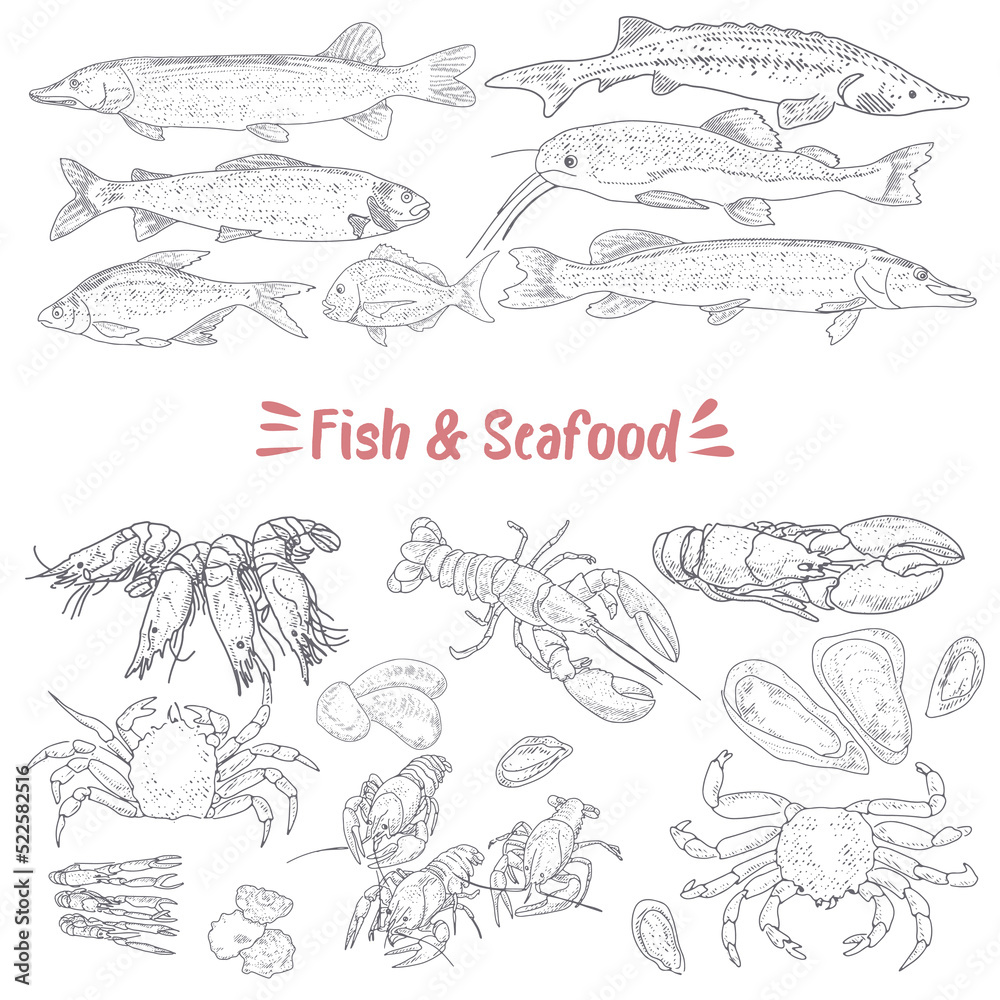 Vector sketch seafood with vintage flatfish, trout, lobster sea ...