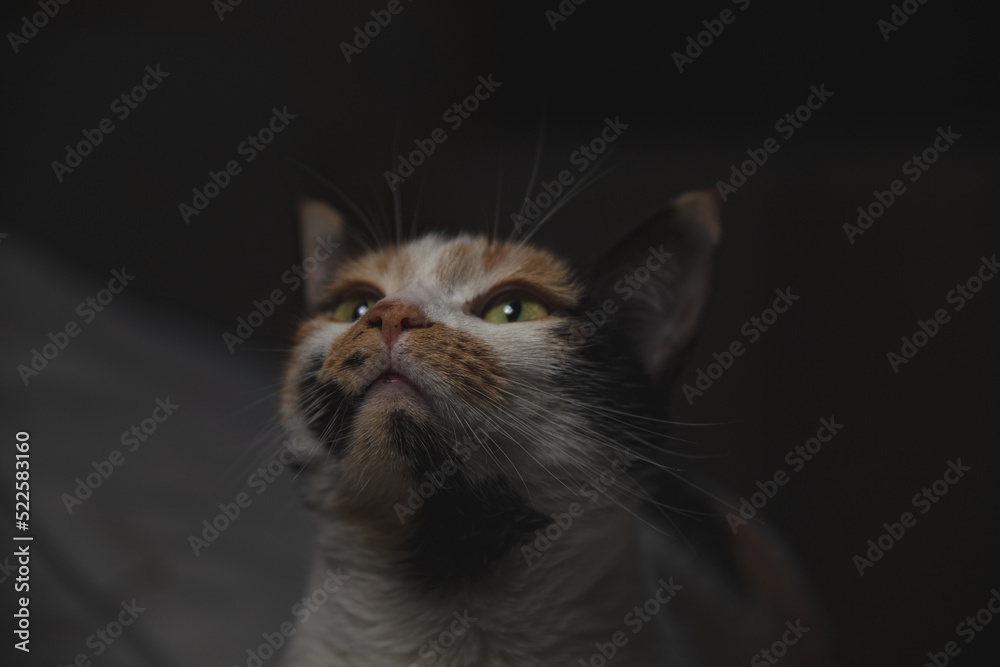 Calico cat looking up - dramatic look - stray cat needs help - orphan ...