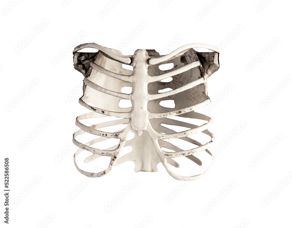 Chest ribs isolated on white background. Skeletal system anatomy, body ...