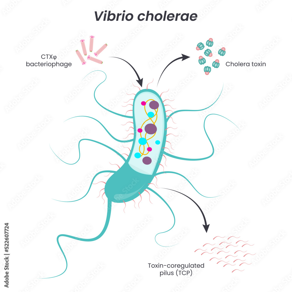 Vibrio cholerae isolated vector diagram Stock Vector | Adobe Stock