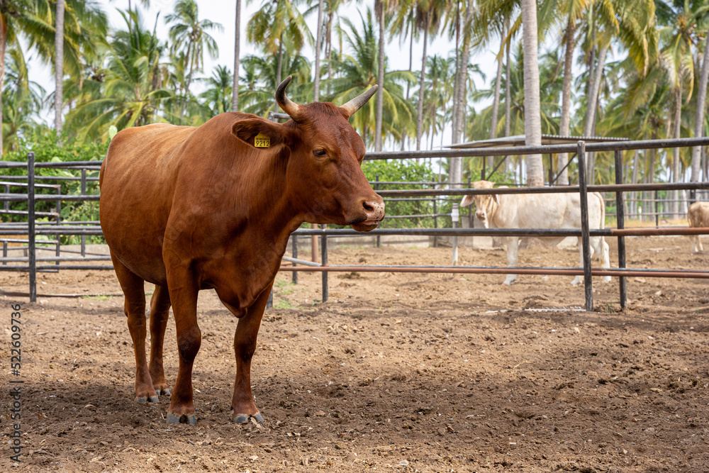 cow in the corral of a ranch in mexico surrounded by palm trees Stock ...