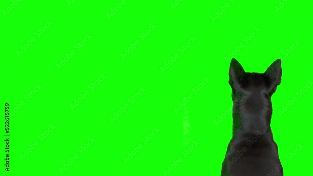 4k black and white mixed breed dog on green screen isolated with chroma ...