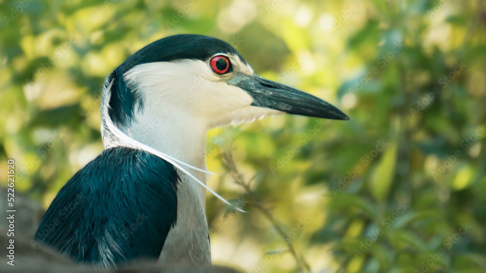 Nycticorax nycticorax, the huairavo or common martinete, common guaco ...