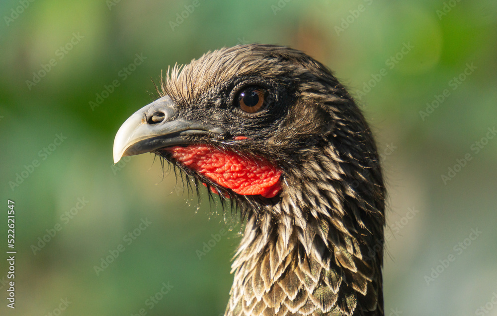 Chaco Chachalaca, Ortalis canicollis, Colombian guacharaca, Ortalis ...