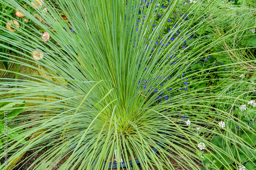 Grass Trees (Xanthorrhoea preissii) known as balga, is a widespread ...