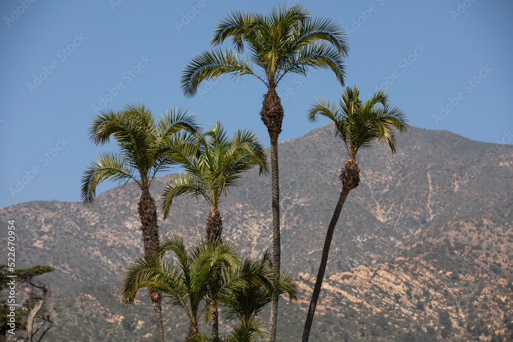 Palm trees frame the Santa Ynez mountains in downtown Montecito ...