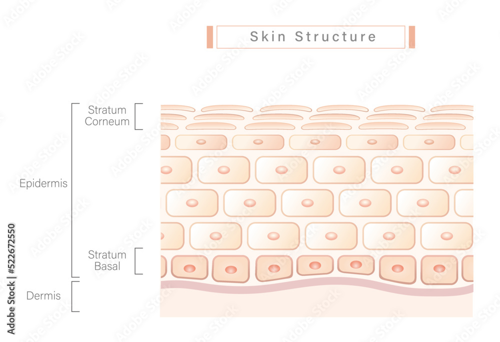 Vector skin structure illustration, normal skin condition. Simple and ...
