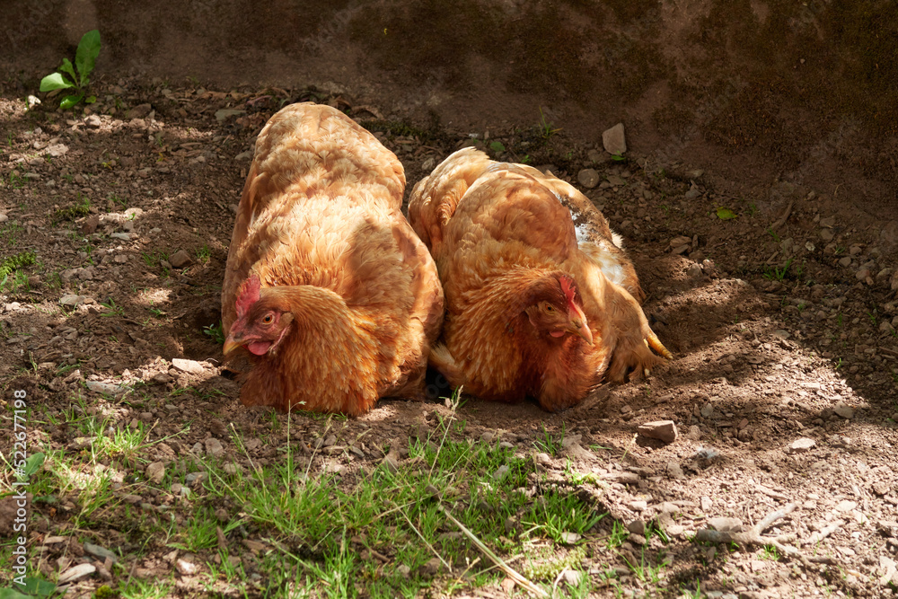 deux poules roussées couchées sur la terre Stock Photo | Adobe Stock