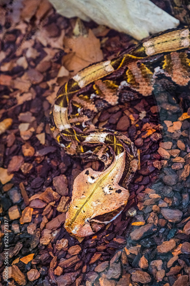 Gaboon viper or Western gaboon viper (Bitis gabonica), Viperidae. Stock ...