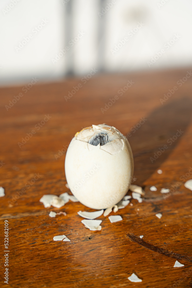 cracked Balot or boiled duck egg, a Filipino all time favorite delicacy ...
