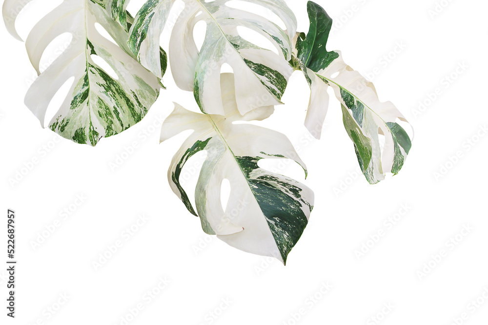 Variegated Monstera Leaves Isolated on White Background with Cli Stock ...
