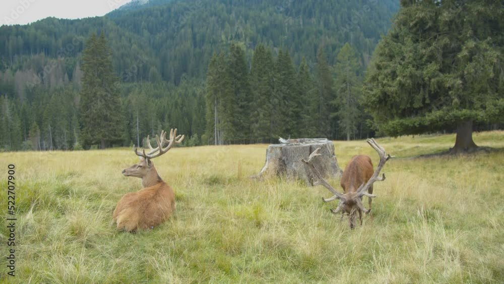 Two male deer resting in a field. Beautiful adult deer with large horns ...