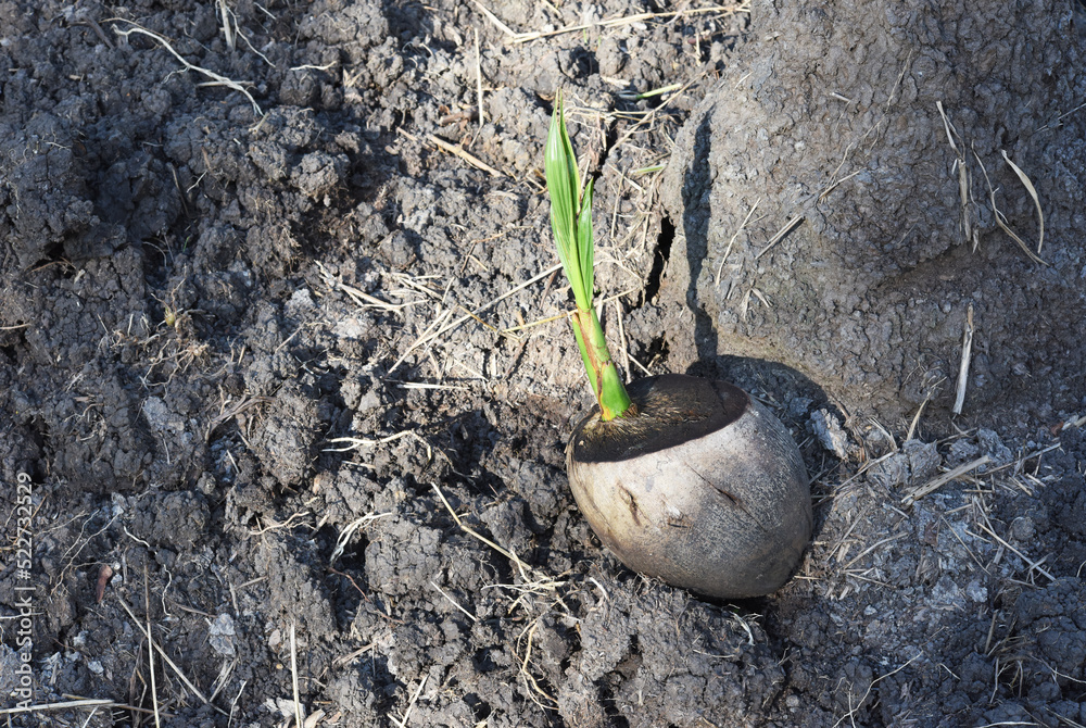Coconut shoot or Coconut tree seed is growing on the ground that are ...