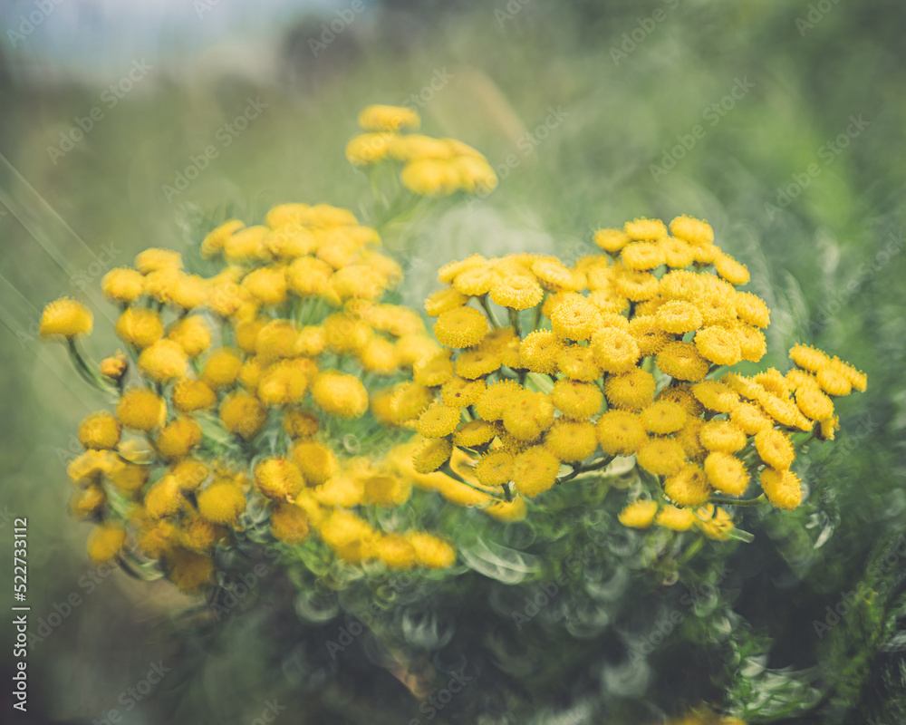 Tanacetum - genus perennial, herbaceous plant and shrubs of the family ...