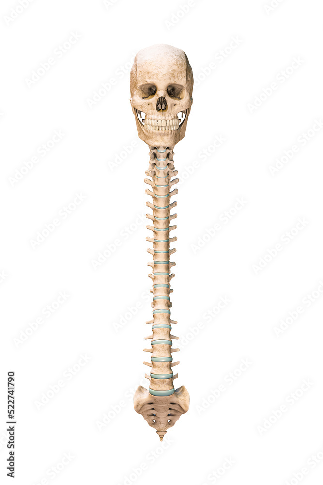 Accurate anterior or front view of human spine bones with skull ...