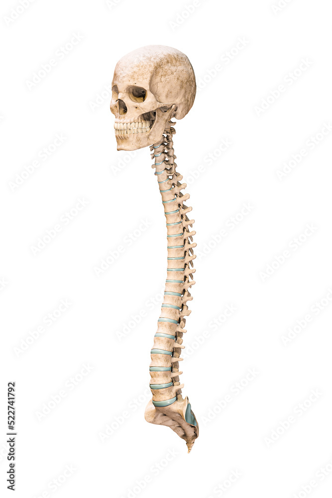 Accurate three-quarter anterior or front view of human spine bones with ...