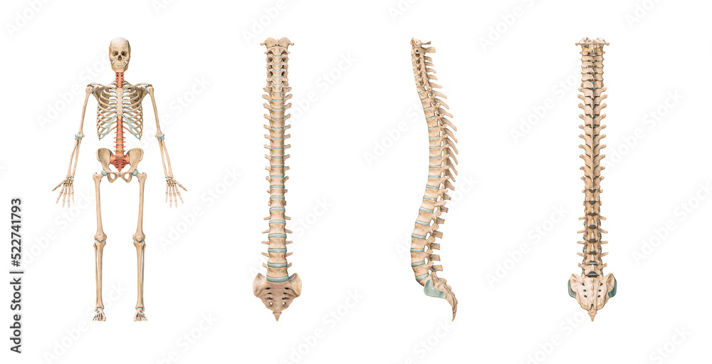 Accurate spine or spinal column of human skeletal system or skeleton ...