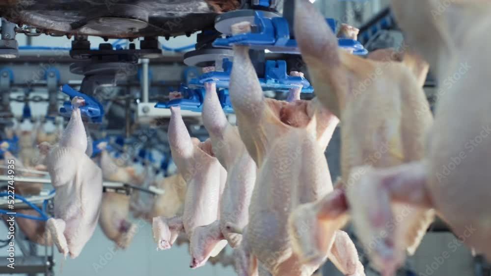 Poultry processing industry. Raw chicken meat production line. Poultry ...