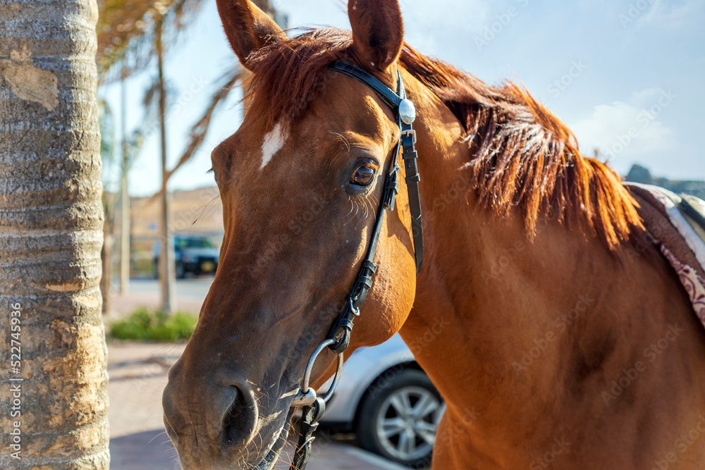 Bay horse in black leather bridle portrait. Close up face of brown ...
