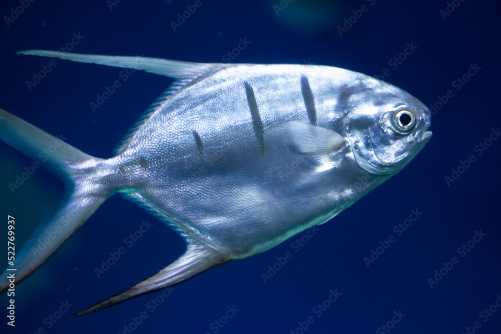 Palometa Fish (Trachinotus goodei) swiming underwater in an aquarium ...