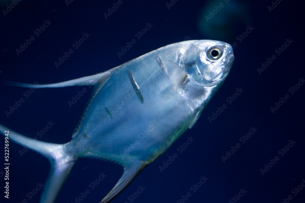 Palometa Fish (Trachinotus goodei) swiming underwater in an aquarium ...
