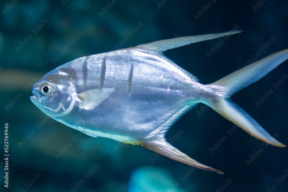 Palometa Fish (Trachinotus goodei) swiming underwater in an aquarium ...