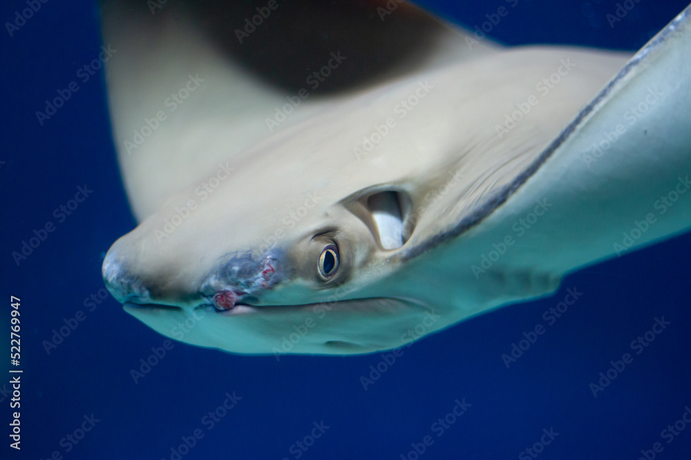 Cownose ray (Rhinoptera bonasus) swimming underwater in an aquarium ...