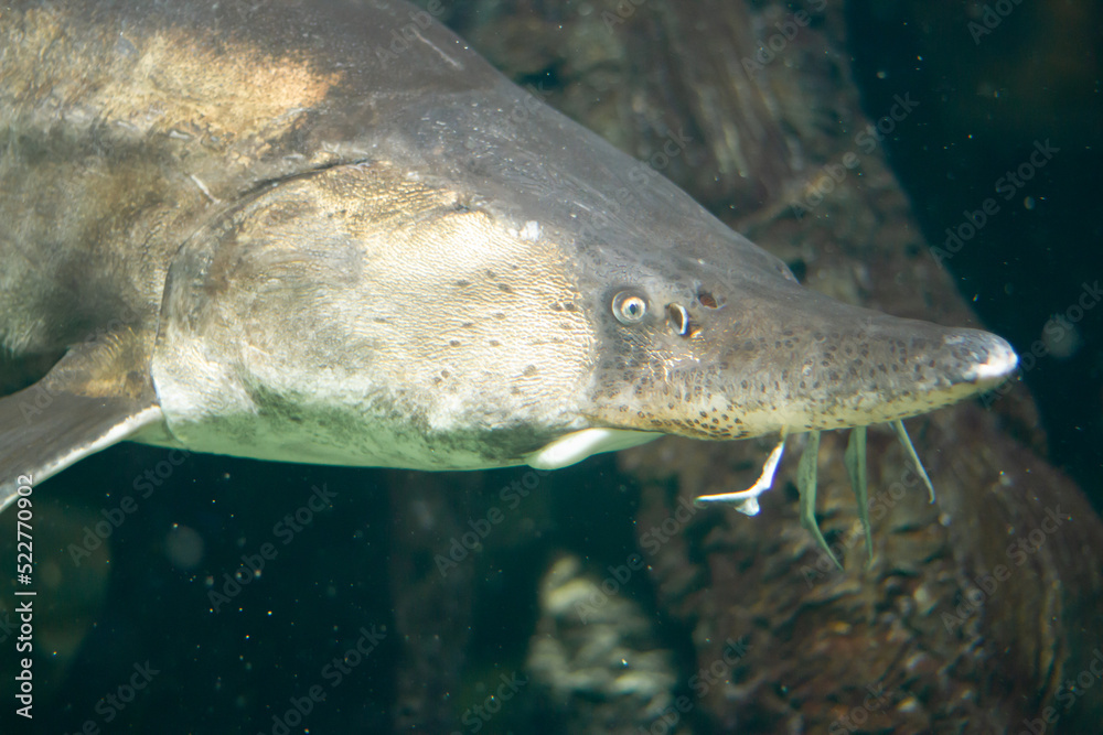Beluga (sturgeon) swimming underwater in an aquarium Stock Photo ...