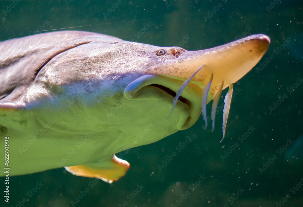 Foto de Beluga (sturgeon) swimming underwater in an aquarium do Stock ...