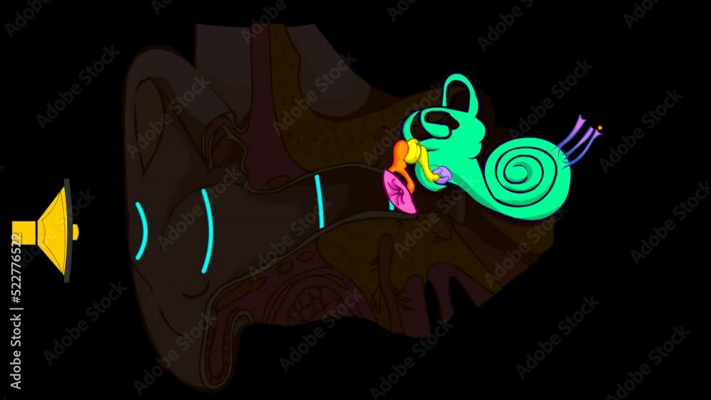 Hearing animation. Ear anatomy. Structure of outer, middle inner ...