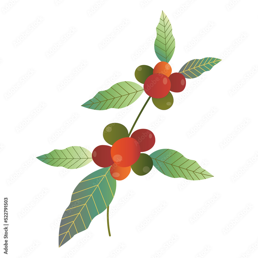 coffee plant with ripe fruits. Hand drawn set of colorful coffee tree ...