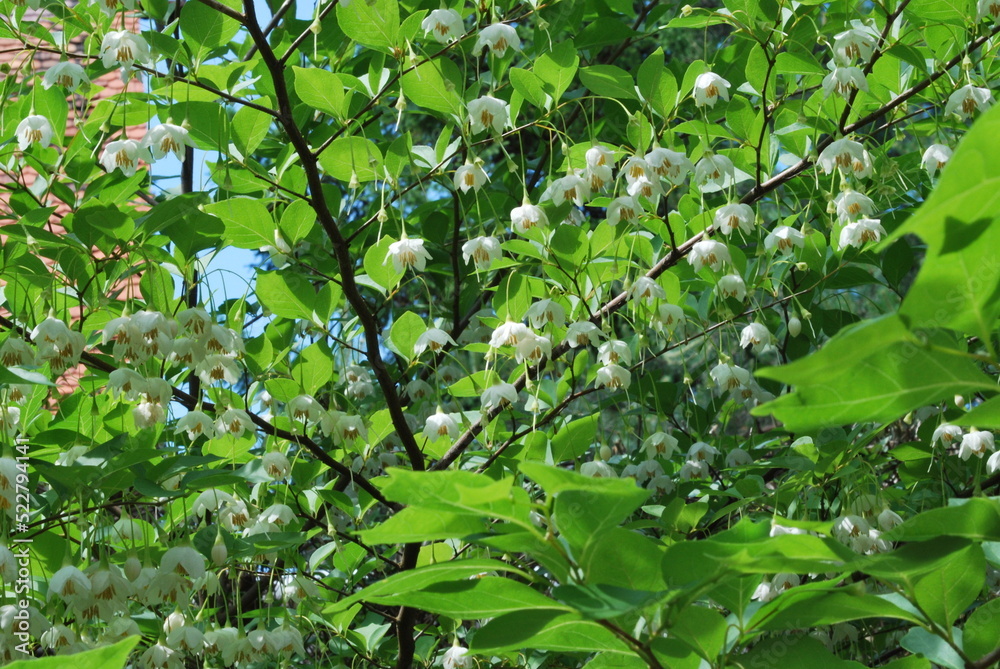 Styrax japonicus (野茉莉, also エゴノキ, egonoki),the Japanese snowbell, is a ...
