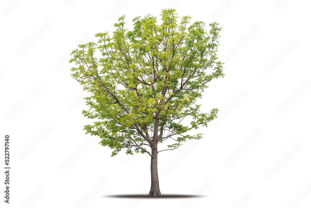Tree png isolated transparent on white background, Tropical Big Green ...