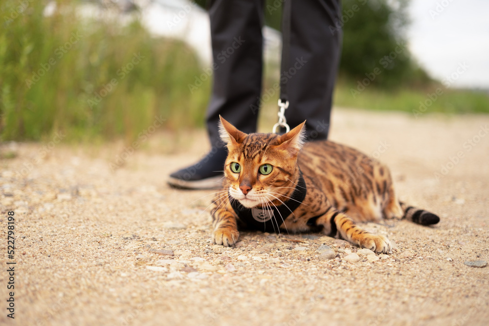 Nervous Animal