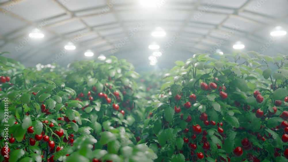 Tomato indoor farm, greenhouse, hydroponics farming, sustainable future ...